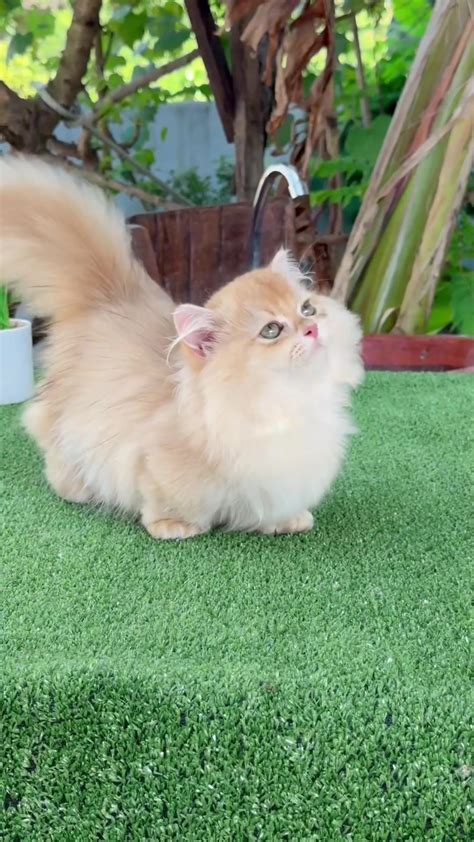 แมวขาสั้นสุดน่ารักจากอุดรธานี Tiktok