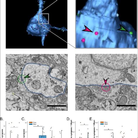 proximal connectivity of scn neurons a representative image of 3d