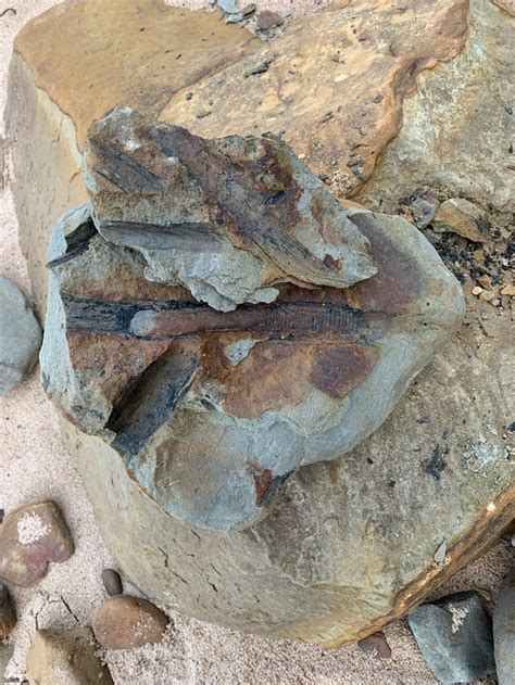 Is This A Fossil R Fossilhunting