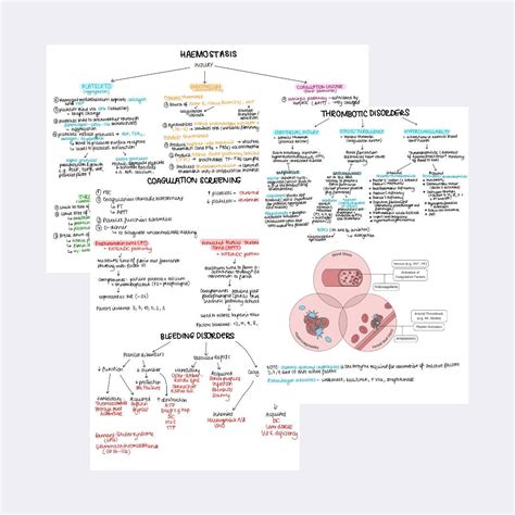 Clotting Cascade Haemostasis Cheat Sheet Handwritten Notes Etsy Uk