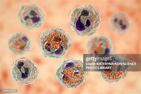 Gonorrhoeae Bacteria Inside Neutrophils Illustration High Res Vector
