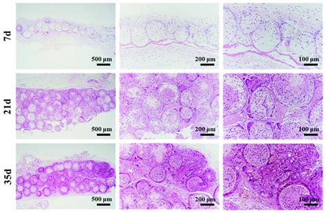 A Cell Adhesion On Pda Modified Pcl Porous Microspheres Pdpms B