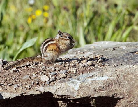 Least Chipmunk Photograph By Bob Gibbons Fine Art America