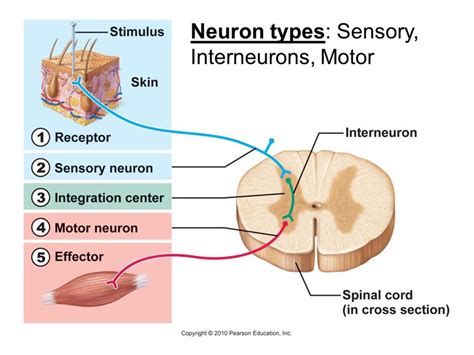 Neuroscience Basics The Neuron Hubpages
