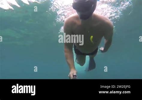 Yellow Pilot Fish Swimming At Snorkeler In Bali Stock Video Footage Alamy