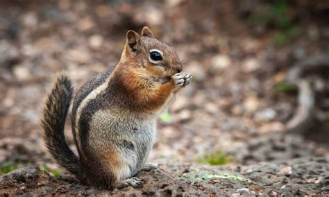Chipmunks Unique Adaptations Stripes Cheek Pouches And More A Z