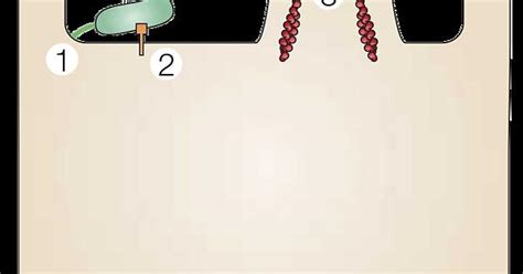 Escherichia Coli Pathogenesis Album On Imgur