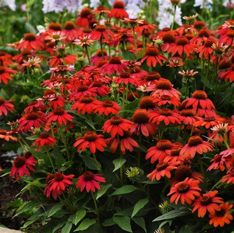 Echinacea Artisan® Red Ombre Coneflower From Hoffie Nursery