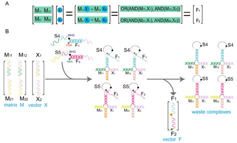 Mathematical Principles Of Matrix Multiplication B Schematic Diagram Download Scientific