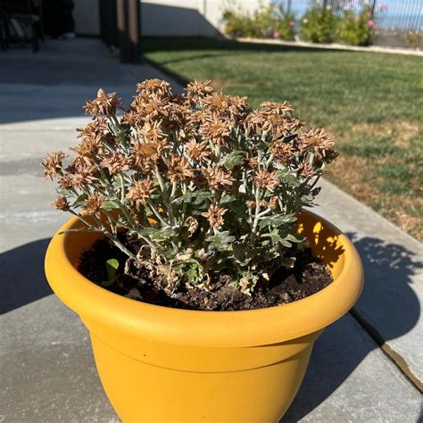 All About Pelee Mums Essential Facts 🌼