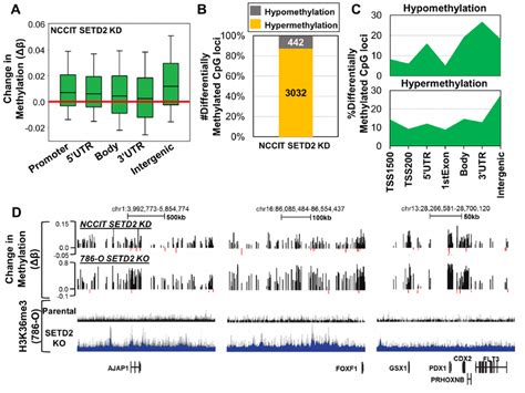Acute Depletion Of Setd2 By Sirna In Nccit Embryonic Carcinoma Cells