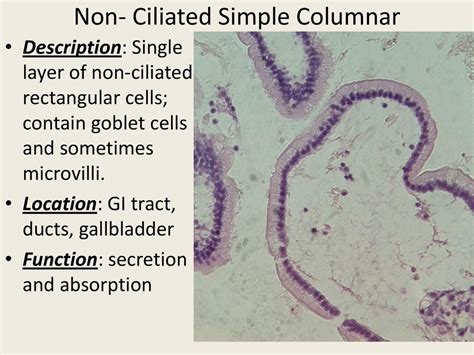 Epithelial Tissue Characteristics Ppt Download