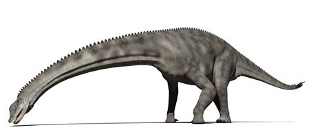 Spinophorosaurus 04 By Coolzero2a On Deviantart