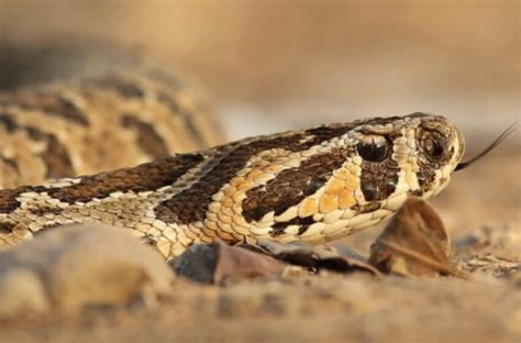 Home Sawsana سوسنة