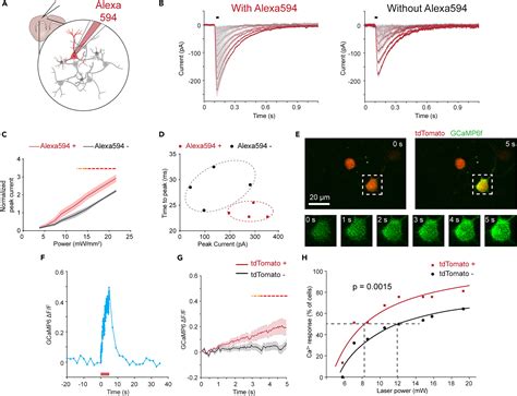 Single Cell In Vivo Optogenetic Stimulation By Two Photon Excitation Fluorescence Transfer Iscience