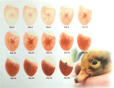 Pictures Of Duck Egg Development At Daniel Shears Blog