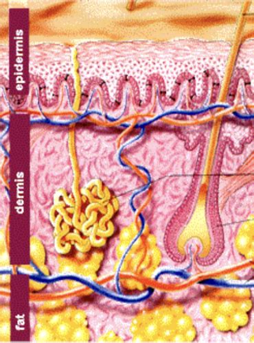 Histology Practical Flashcards Quizlet