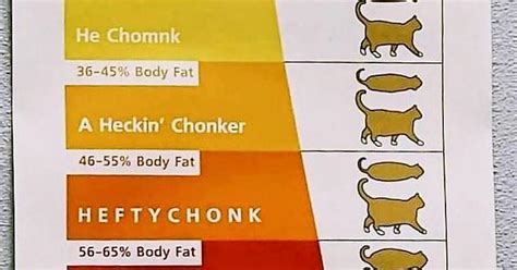 Chonk Chart Album On Imgur