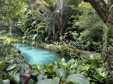 Isabel Duprat │ Casa Rampa │paisagismo Arbustos Floridos Begônias Arbustos