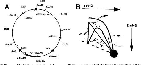 Figure 1 From A Replication Map Of A 61 Kb Circular Derivative Of