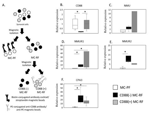 ijms free full text increased nmur1 expression in mast cells in the