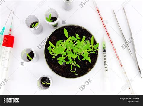 Testing Gmo Products Image And Photo Free Trial Bigstock