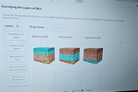 Solved Savedclassifying The Layers Of Skincategorize The