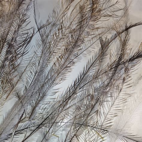 Emu Feathers Etsy