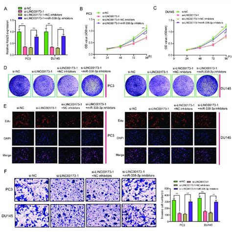 Linc00173 Promotes The Progression Of Pca Cells Via Mir 338 3prab25