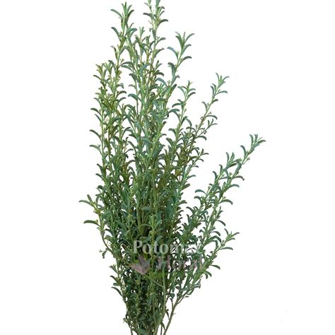 Eriostemon Foliage With Flower Potomac Floral Wholesale