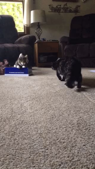 I Got My Girlfriend A Plush Lil Bub Her Cat Eleanor Was Not Pleased R Aww