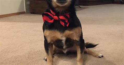 Dapper Puppy Is Dapper Album On Imgur