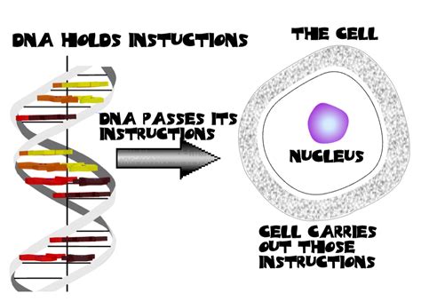 Understanding Dna Structure Genetics R Us