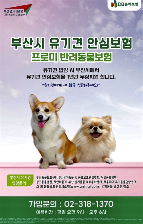 부산시 유기견 입양 시 1년간 펫보험 무료 지원 질병·상해·배상 보장