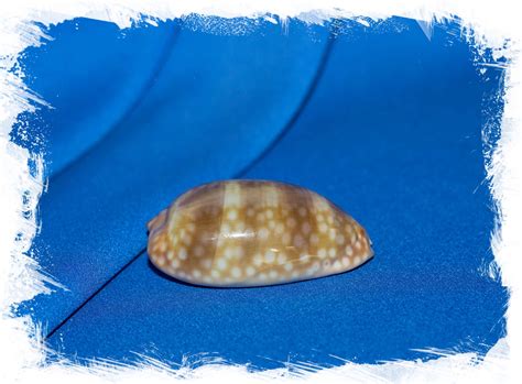 Ракушка Ципрея зебра, Cypraea zebra. Купить