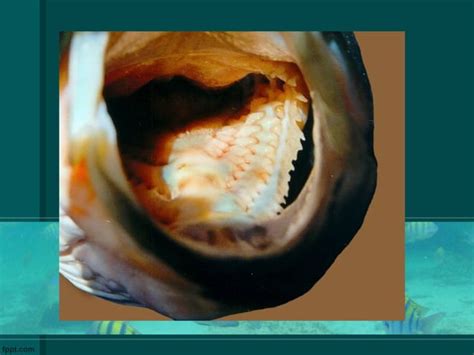 Fish Anatomy And Physilogy Ppt