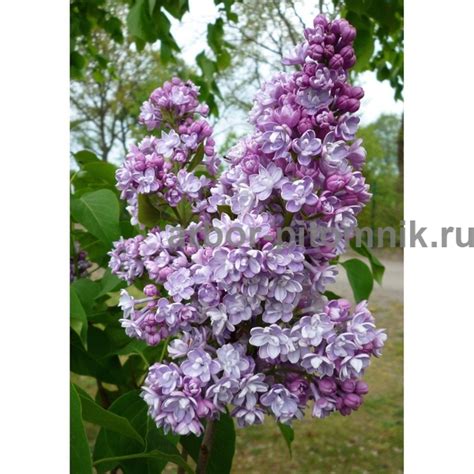 Саженцы сирени Монтень купить в Москве и Подмосковье недорого из питомника