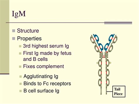 Ppt Immunoglobulins Structure And Function Powerpoint Presentation Free Download Id 5612144