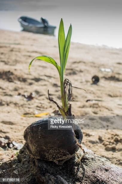Sprouted Coconut Photos And Premium High Res Pictures Getty Images