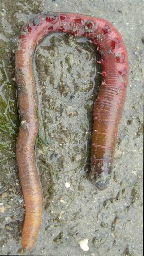 Sandworm
