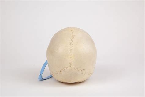 Uncut Pediatric Skull 0261 Bone Museum