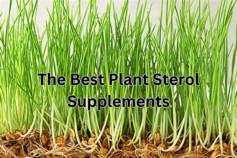 The Best Plant Sterol Supplements For Lowering Cholesterol Life Tree Hq