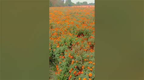 Genda Ka Paudha Short Viral Youtube