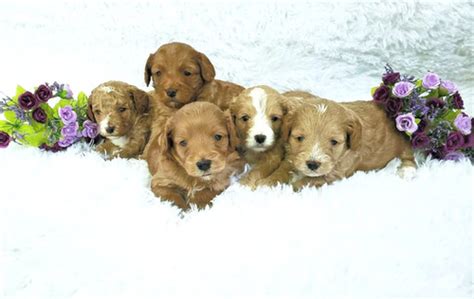 Please Call For Availability And Pricing Lucky Puppies