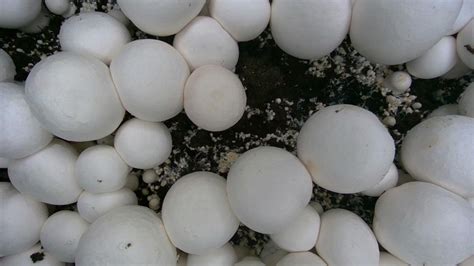 How To Use The Mushroom Object Detection Object Detection Api