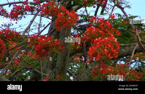 Still Tree Stock Videos And Footage Hd And 4k Video Clips Alamy