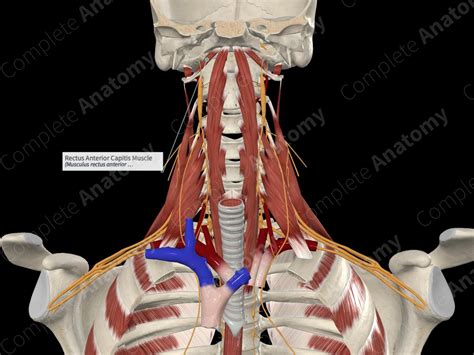 Rectus Anterior Capitis Muscle Complete Anatomy