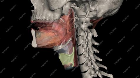 Premium Photo The Thyrohyoid Membrane Or Hyothyroid Membrane Is A