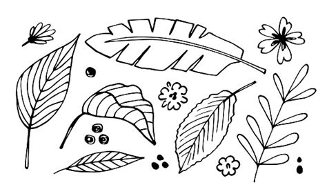 검은색 윤곽선으로 간단한 손으로 그린 꽃 벡터 그리기 열대 식물 야자수 잎 꽃과 가지의 집합입니다 패턴을 만들기 위한 요소입니다 이국적인 자연 정글 숲 잉크로 스케치합니다