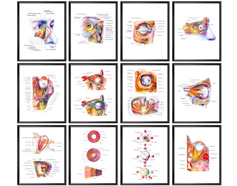 Eye Anatomy Posters Vision Diagram Medical Art Human Eye Structure Ophthalmologist